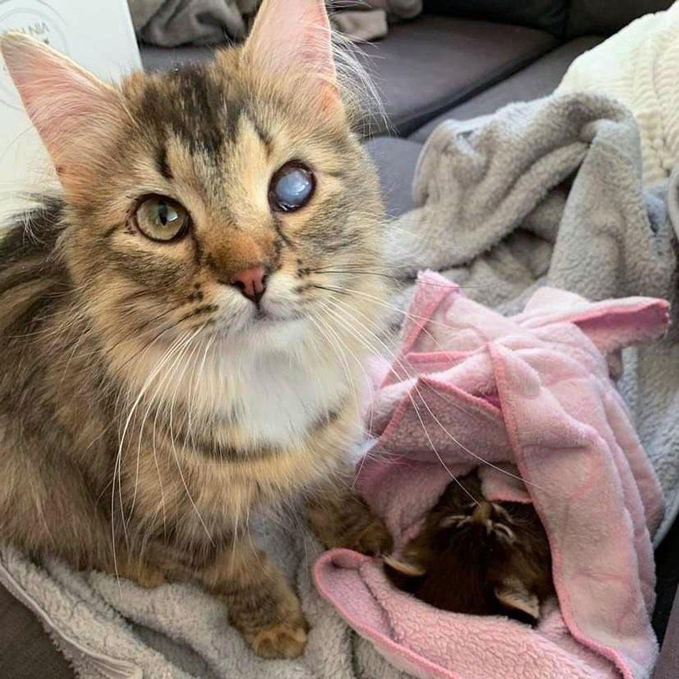 Cat Waited Her Whole Life to Be Indoors, is Now Living the Dream Life ...