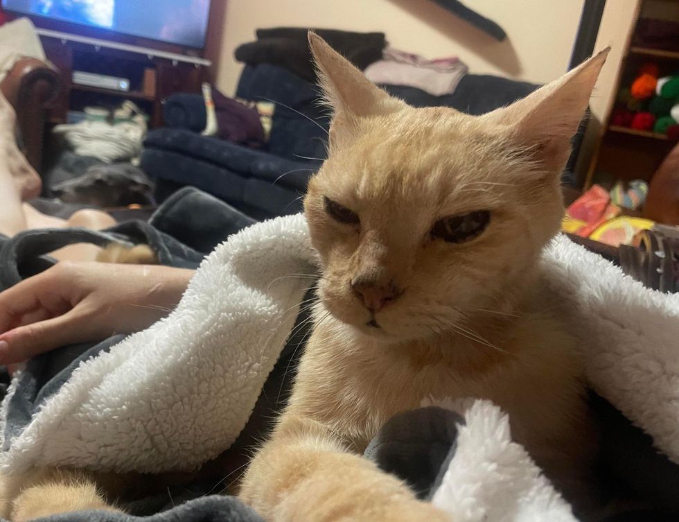 14-year-old Cat So Happy to Be Doted on Again, He Turns into a 'Velcro ...
