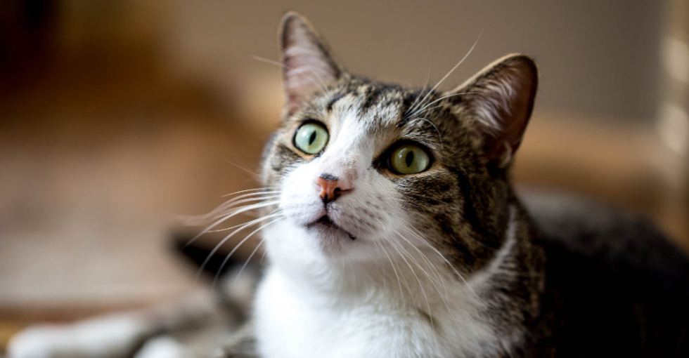 Do cats know their owners' names? - Upworthy