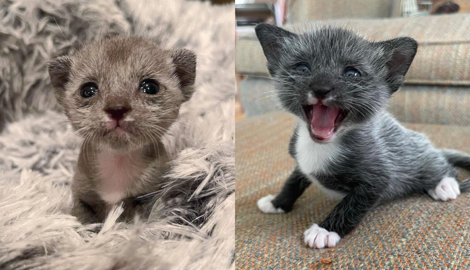 Kitten Arrives as Miniature Wonder Turns into Sweet Young Cat with Salt ...