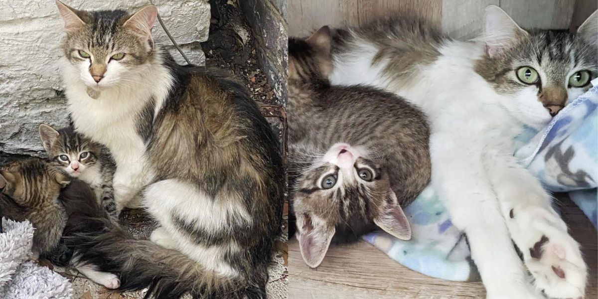 Cat Comes Up to Kind People that Found Her with Kittens, and Decides to ...