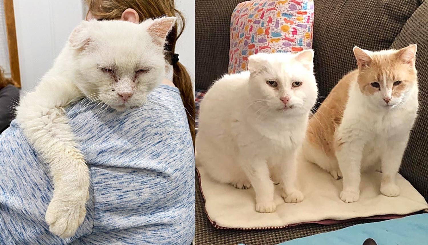 Cats Find Each Other After Years Roaming the Outdoors and Now Can Never ...