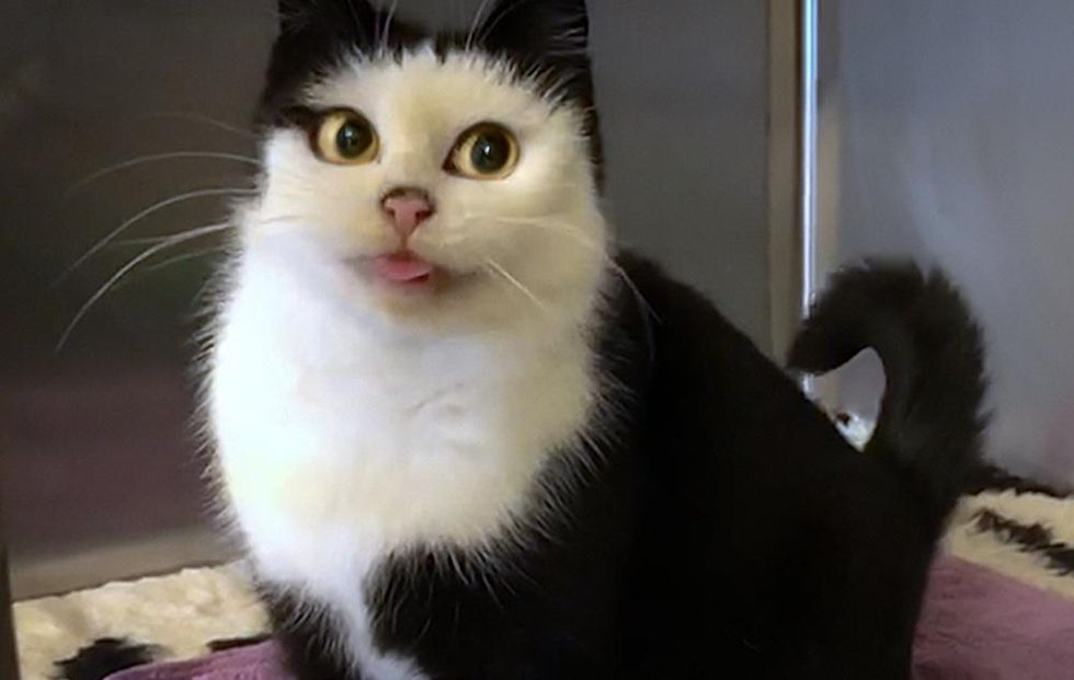 Cat with Cartoon-esque Eyes Decides to Embrace Indoor Life One Day and ...