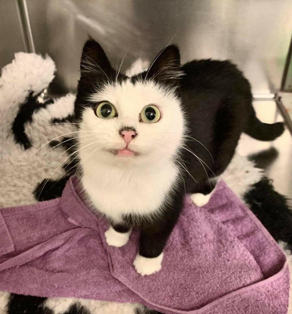 Cat with Cartoon-esque Eyes Decides to Embrace Indoor Life One Day and ...