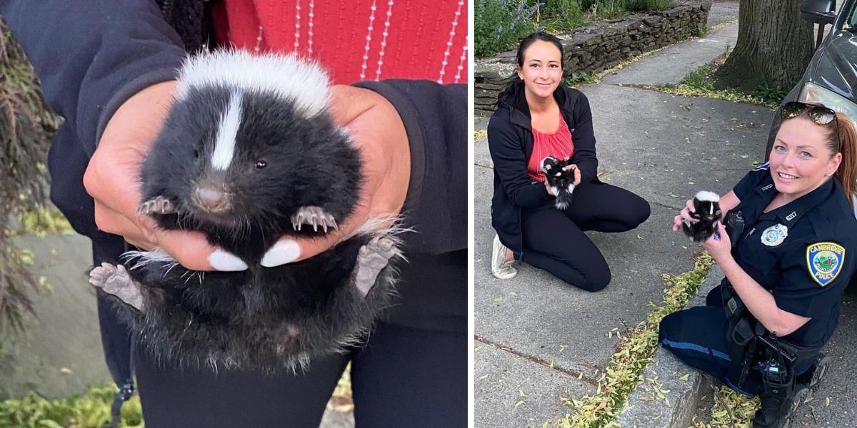 Cambridge Police reunite abandoned baby skunks with family - Upworthy