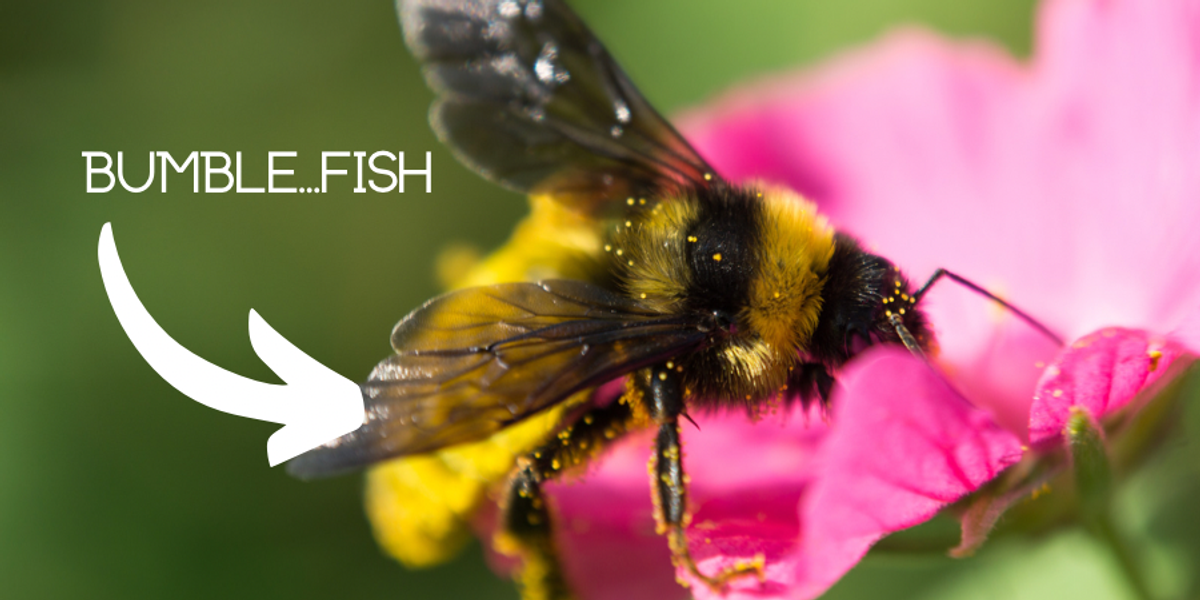 Is it a bee or is it a fish? It's a bee fish according to California ...