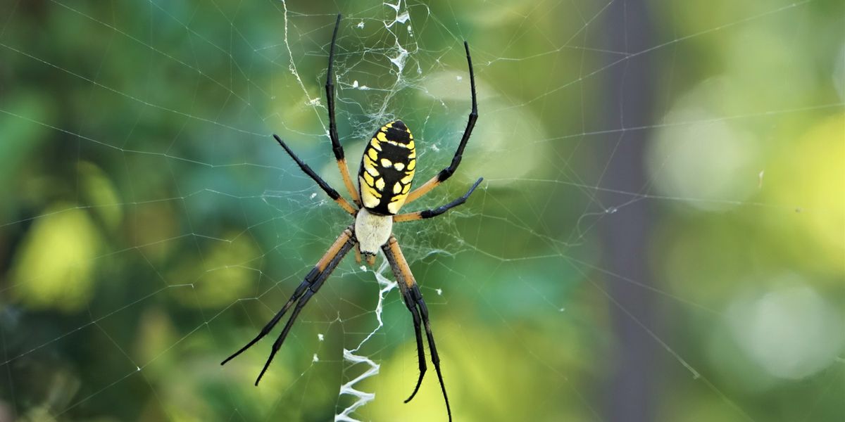 How these 8 Southern bugs got their names - It's a Southern Thing