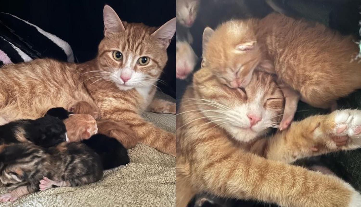 Cat Found Outside, So Glad to Be Taken into Comfy Home So Her Kittens ...