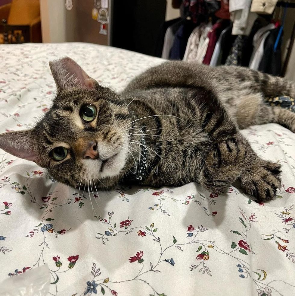 Cat Hops onto Warm Laps Each Day and Has Waited Nearly a Year for ...