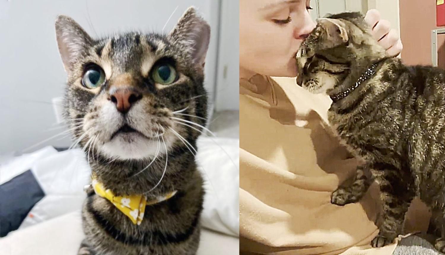 Cat Hops onto Warm Laps Each Day and Has Waited Nearly a Year for ...