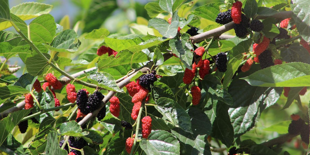 Il gelso, un albero polivalente con more gustose e ottimo legno - La Verità