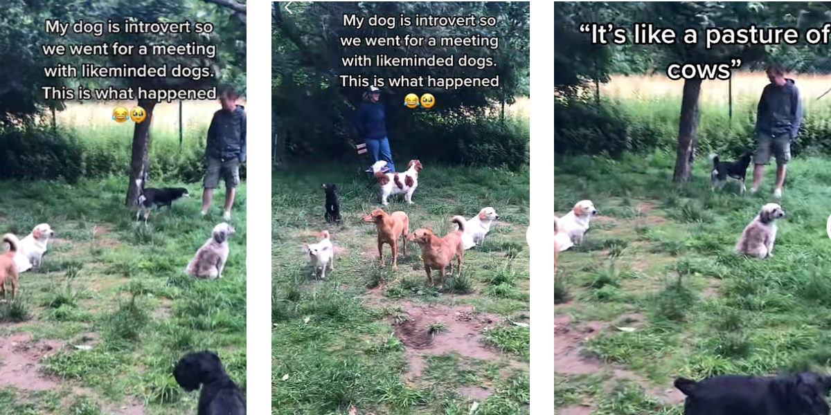 Introverted dogs are just as weird in groups as you might think - Upworthy