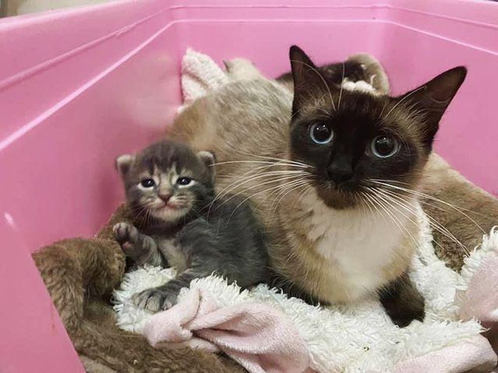 Cat Comes Out of Her Shell Knowing Her Kittens are in Great Hands, She ...