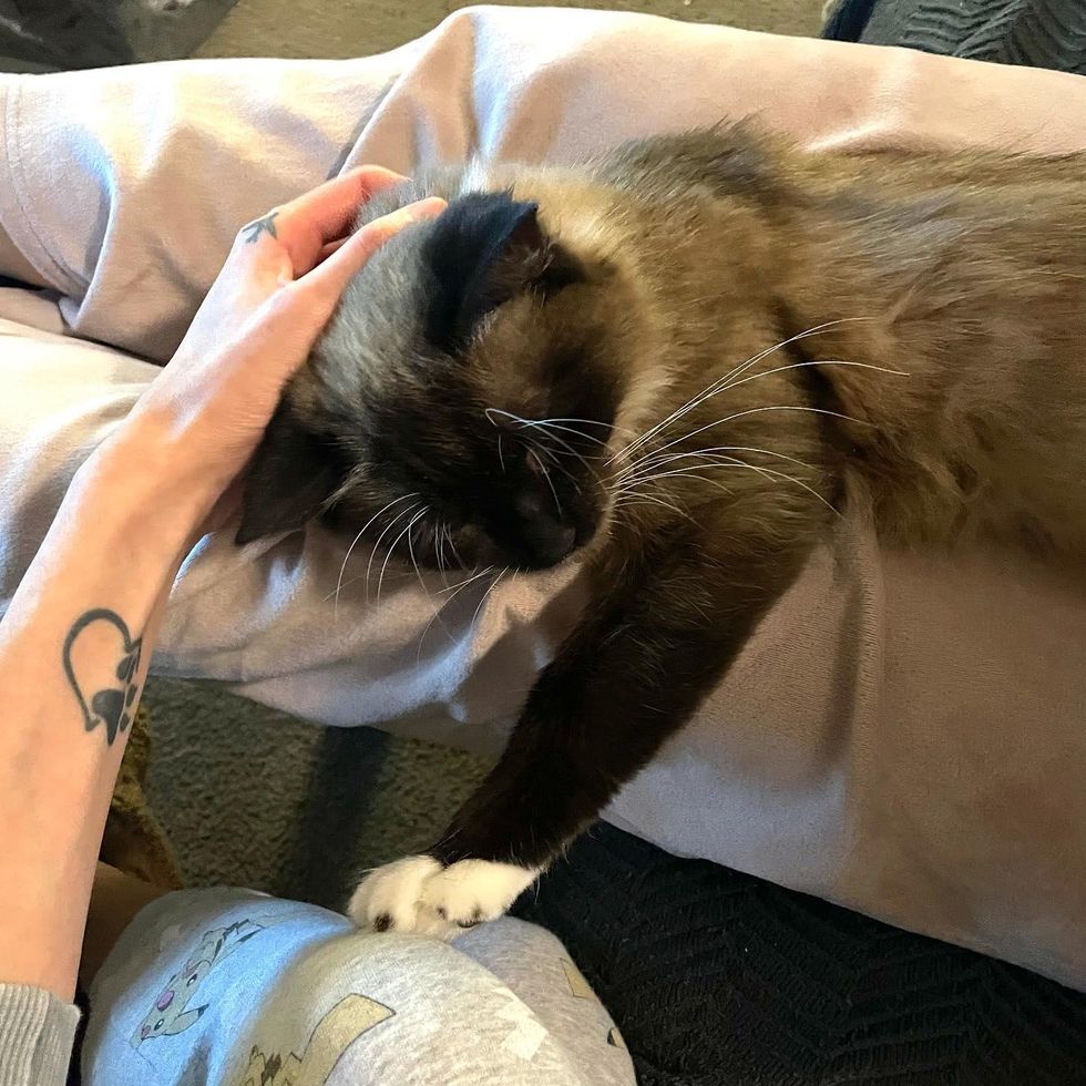 Cat Comes Out of Her Shell Knowing Her Kittens are in Great Hands, She ...