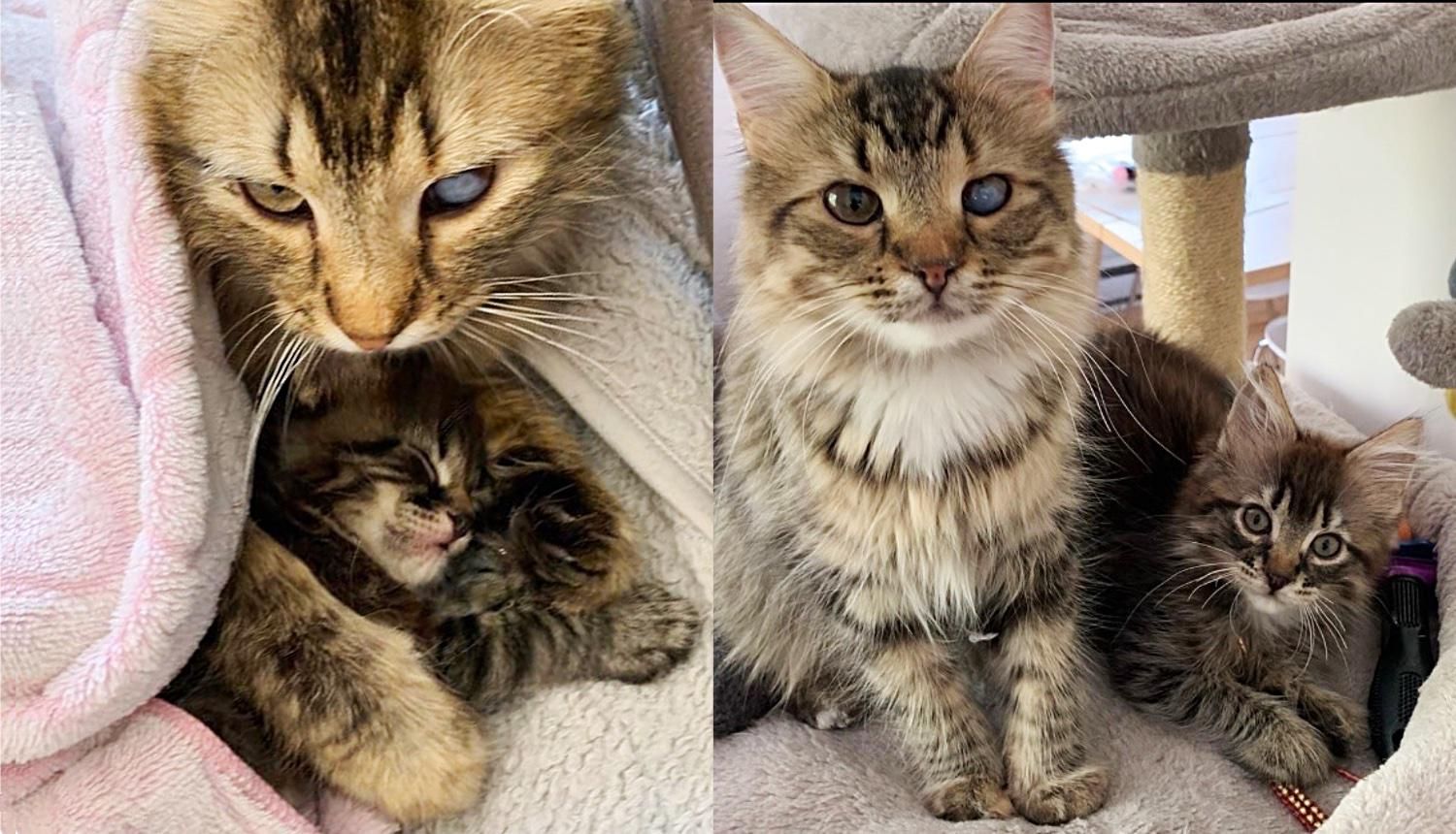 Cat with One Blind Eye Has Her Only Kitten Indoors Comfortably, and ...