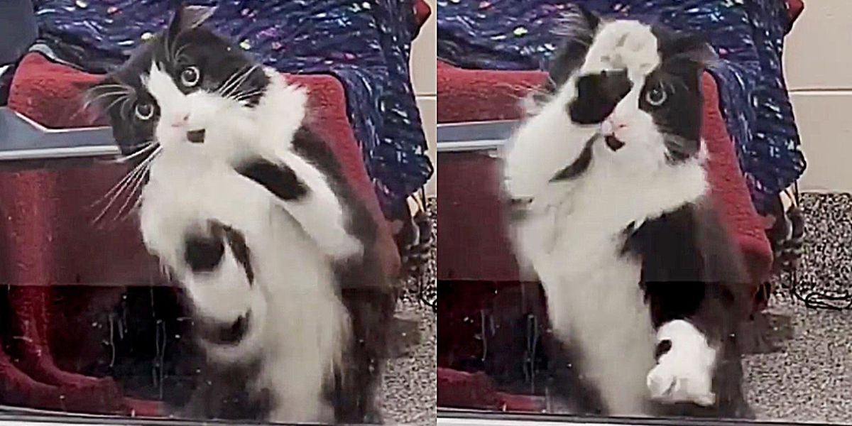 Cat Dances and Talks to Visitors at Shelter and Wants Everyone to ...