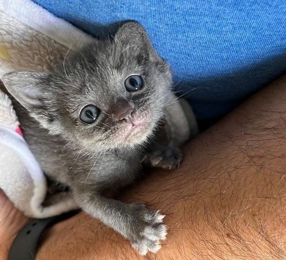 Couple Take in Small Kitten and See Him Grow with the Help of a Cat ...