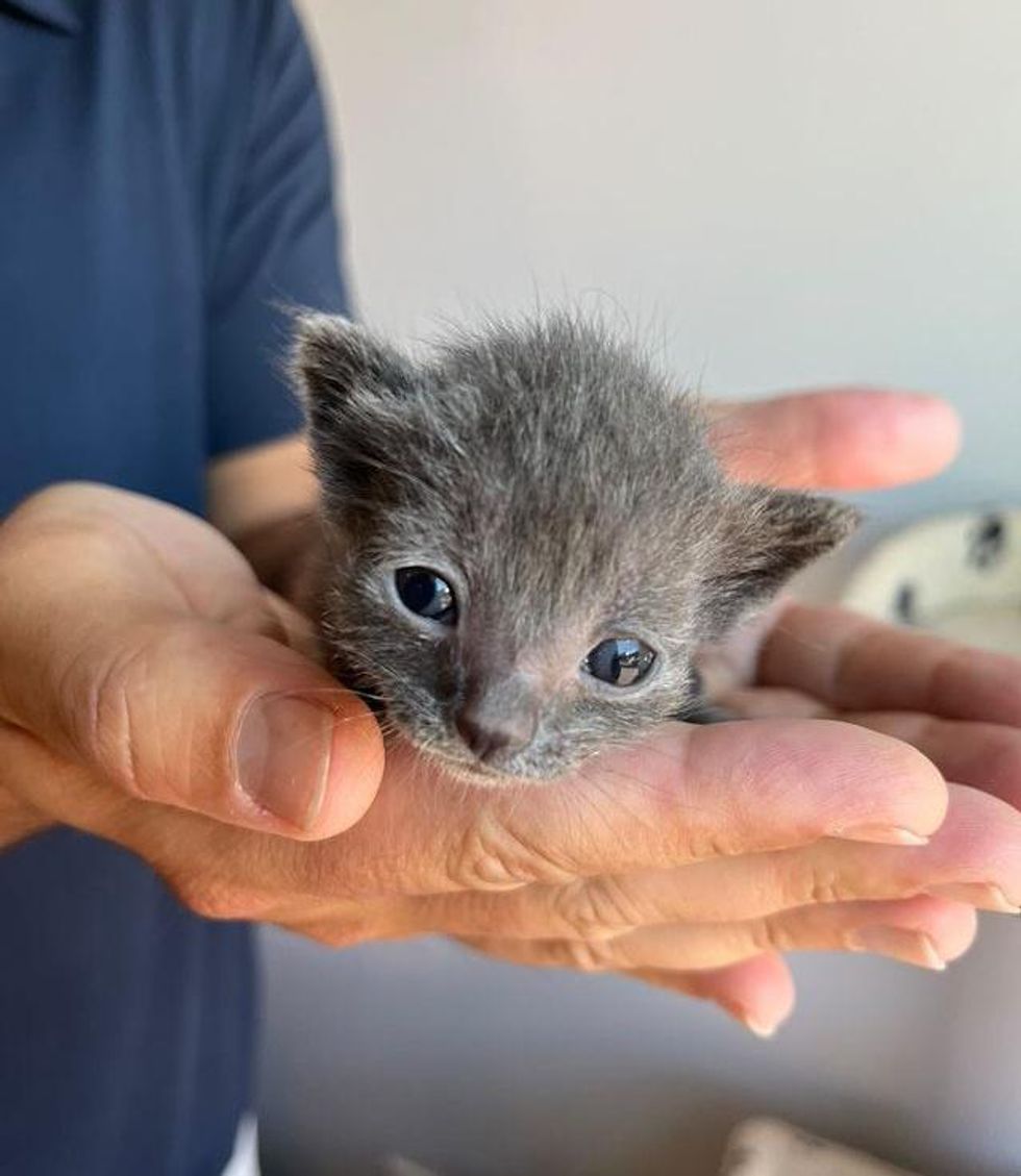 Couple Take in Small Kitten and See Him Grow with the Help of a Cat ...