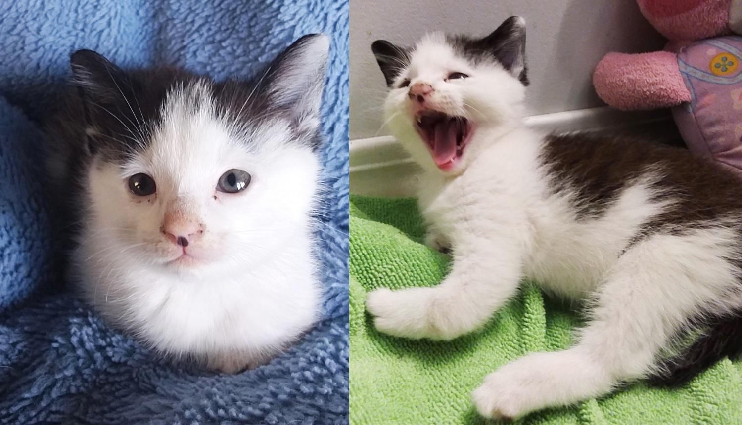 Kitten 'Roars' His Way Out of the Outdoors, Now Zooms and Jumps Around ...