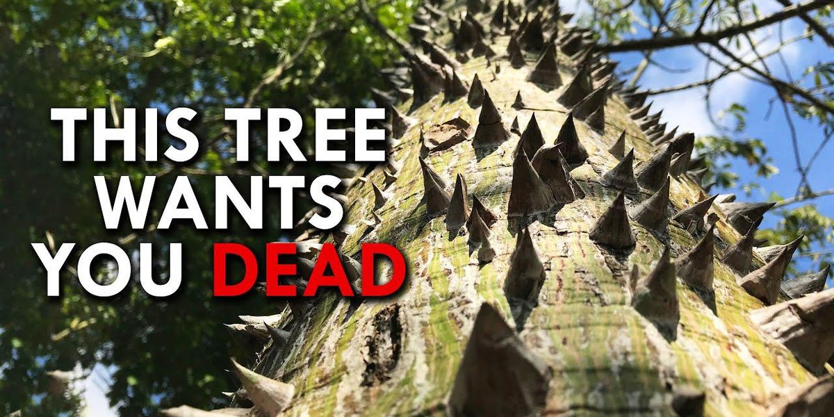 Sandbox trees try to kill you - Upworthy