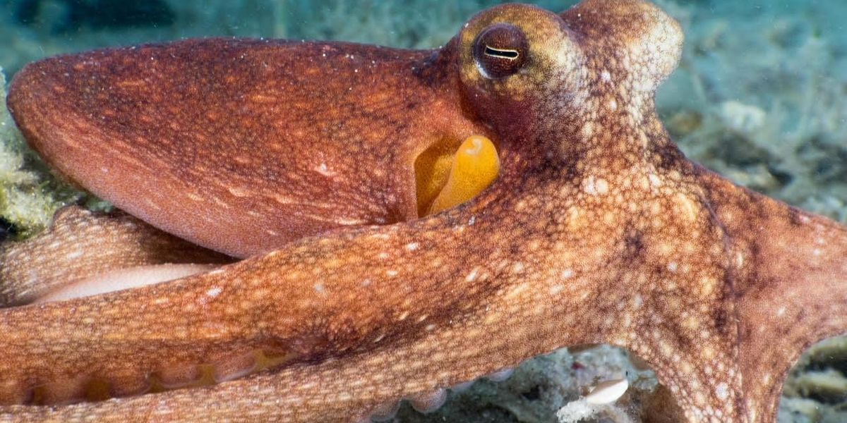 Upworthy hosts an IG Live with Octonation - Upworthy