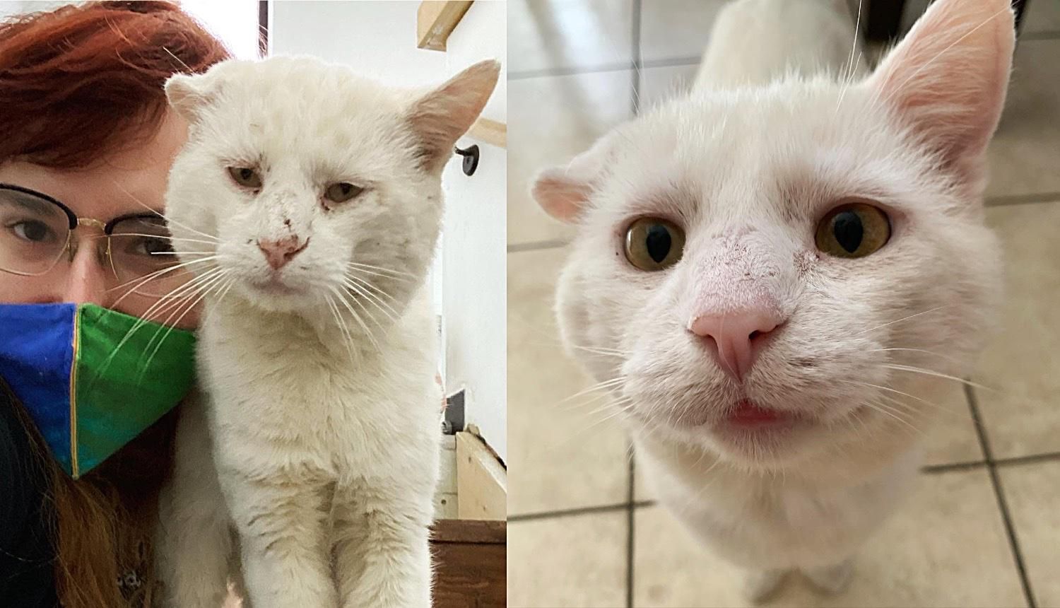 Cat Crawls into Woman's Lap and Decides to Choose Her After He's Roamed ...