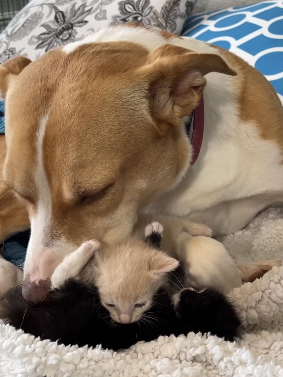 Sweet Dog Takes Two Kittens into Her Care and Knows Just What They ...