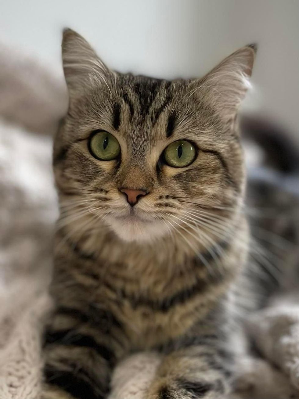 Cat Left Behind Outside, is Scooped Up by Kind People, Turns Out, They ...