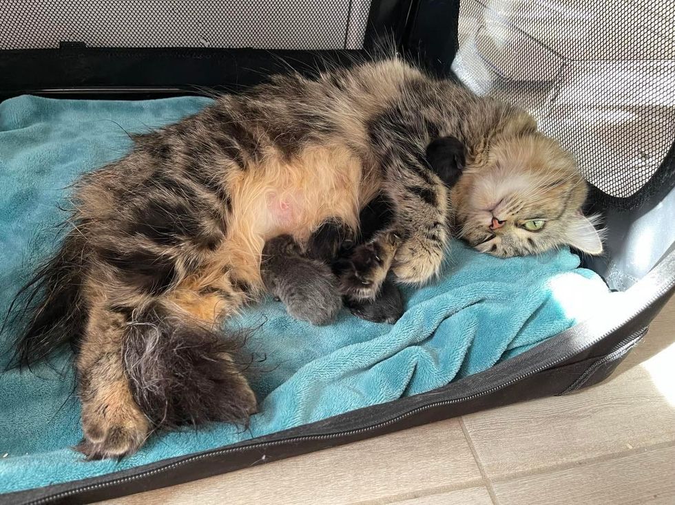 Cat Left Behind Outside, is Scooped Up by Kind People, Turns Out, They ...