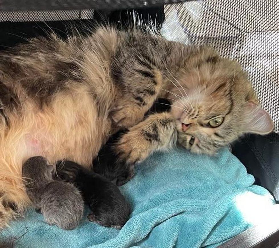 Cat Left Behind Outside, is Scooped Up by Kind People, Turns Out, They ...