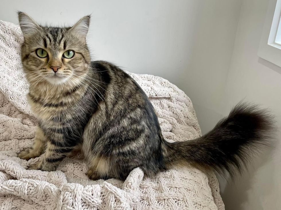 Cat Left Behind Outside, is Scooped Up by Kind People, Turns Out, They ...