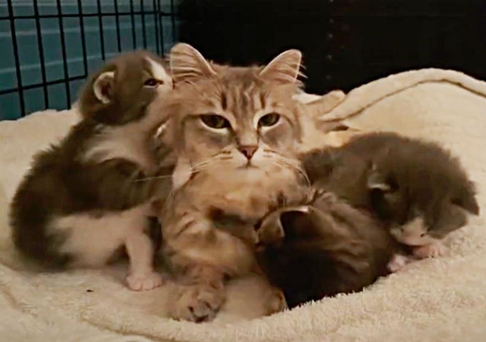 Stray Cat is So Ready to Be Indoors, She Has Kittens a Few Days After ...