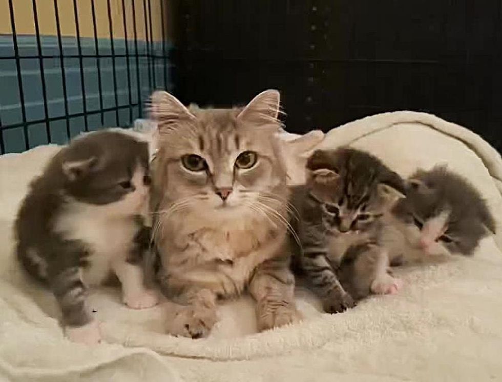Stray Cat is So Ready to Be Indoors, She Has Kittens a Few Days After ...