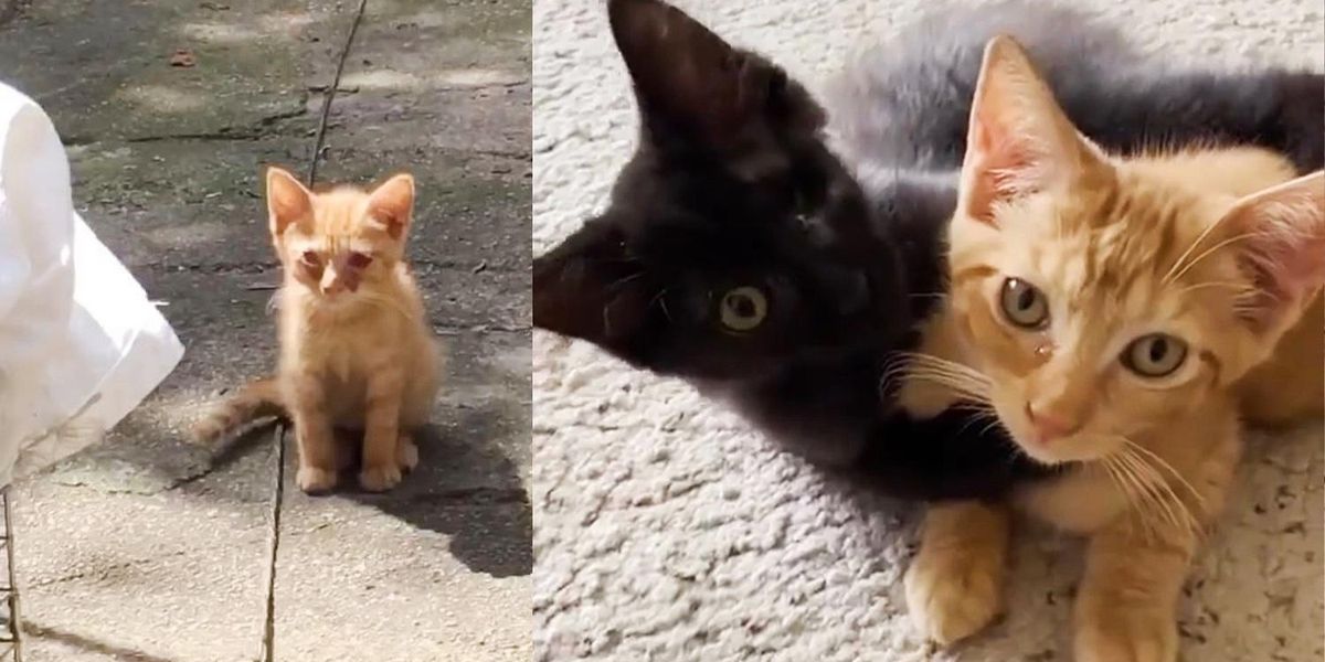 Kitten Who Was Found Foraging for Food, Transforms into a Happy Indoor ...