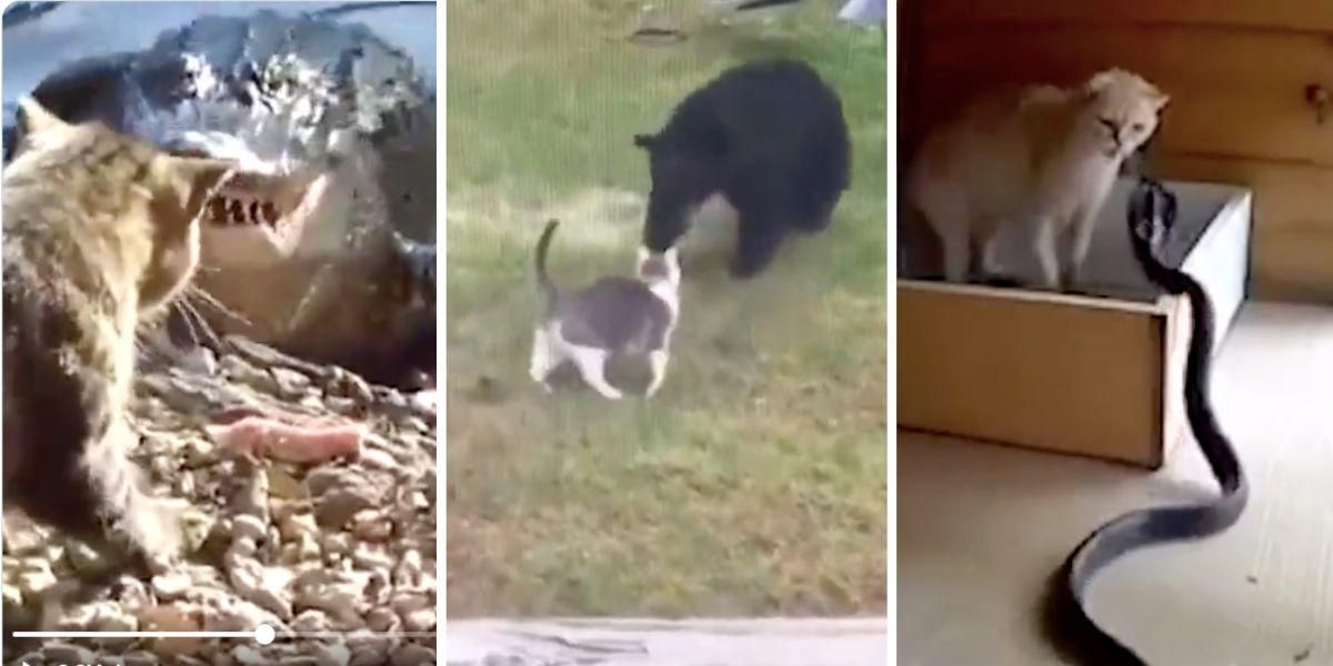 Video of cats punching above their weight gives us a new respect for ...