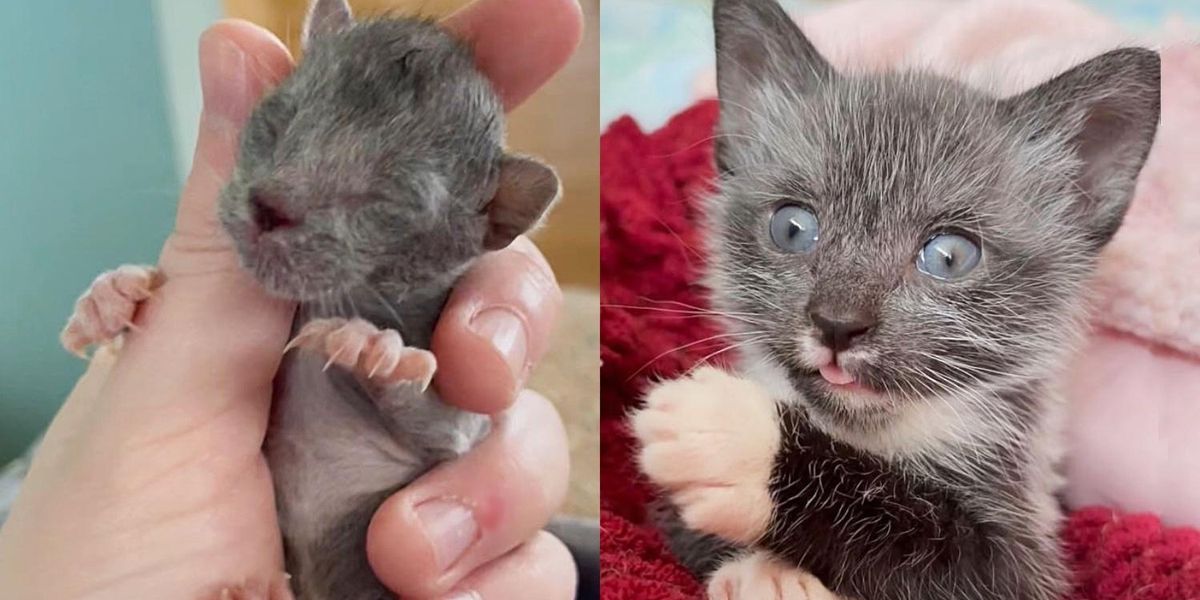 Woman Rescues Kitten and Watches Him Transform, the Kitten Ends Up ...