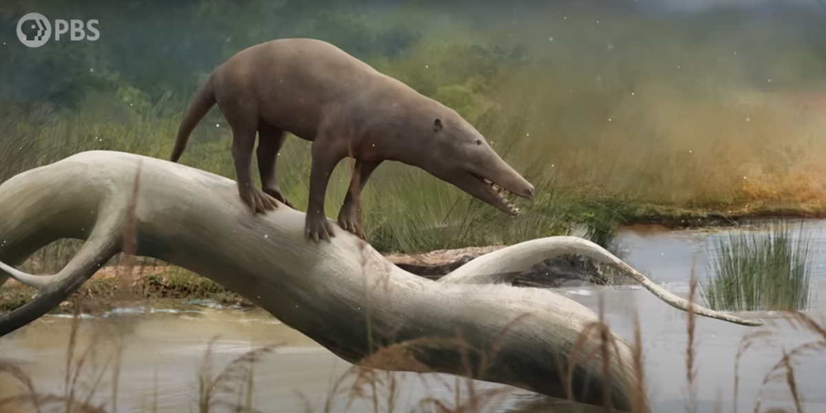 PBS video shows how wolves evolved from whales - Upworthy