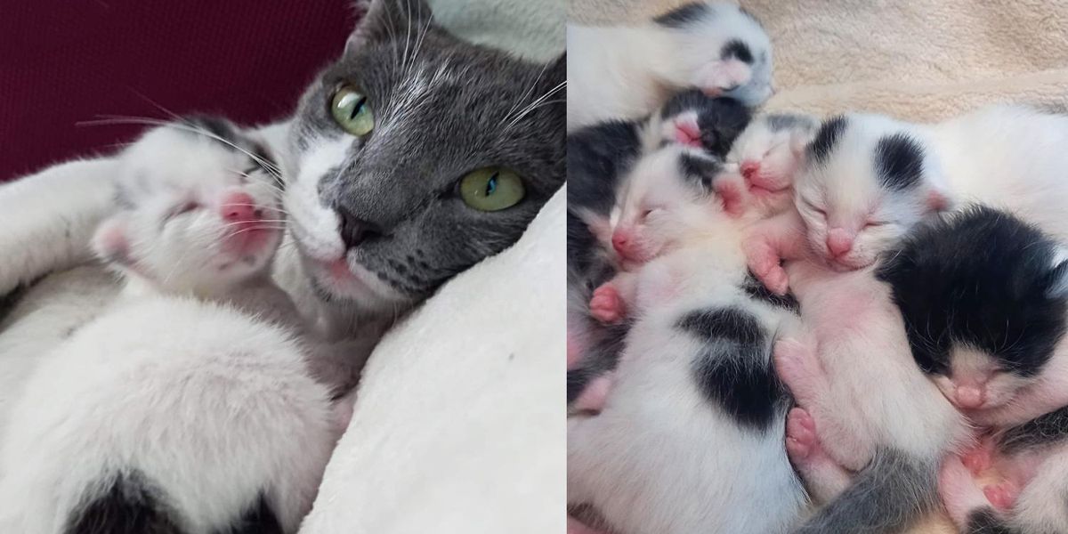 Cat Taken into a Rescue for Help, a Few Days Later She Brings 6 Kittens ...