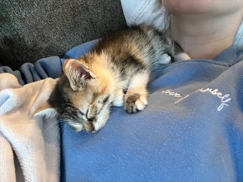 Feral Kitten Turns into an Attention Seeker After She's Given a Taste ...