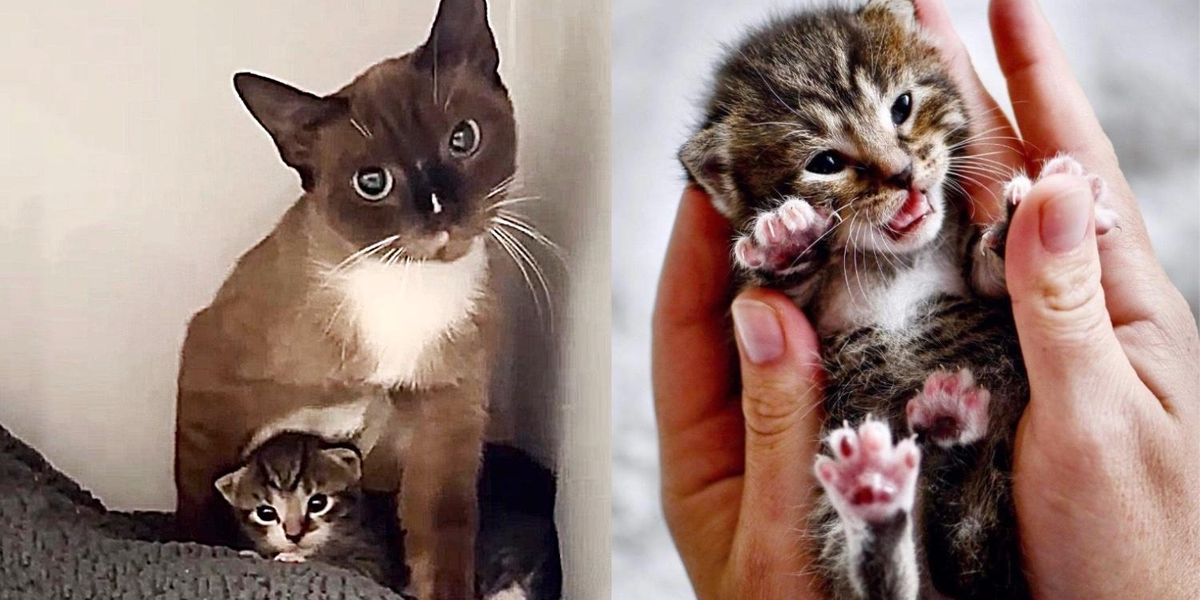 Cat Has Been Living Outside for So Long, is Indoors with Her Kittens ...