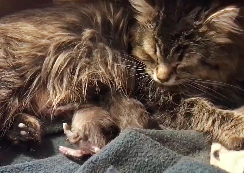 Cat Has Two Kittens Indoors for the First Time After Years Wandering ...