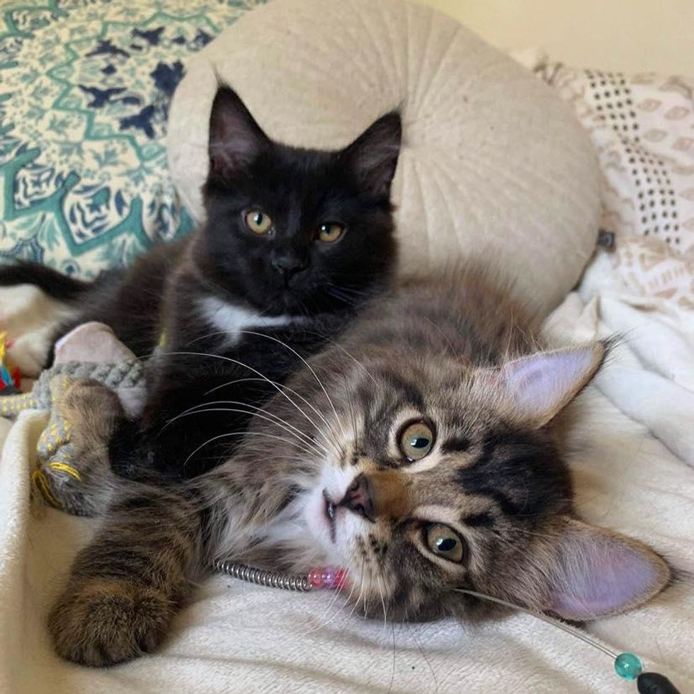 Cat Has Two Kittens Indoors for the First Time After Years Wandering ...