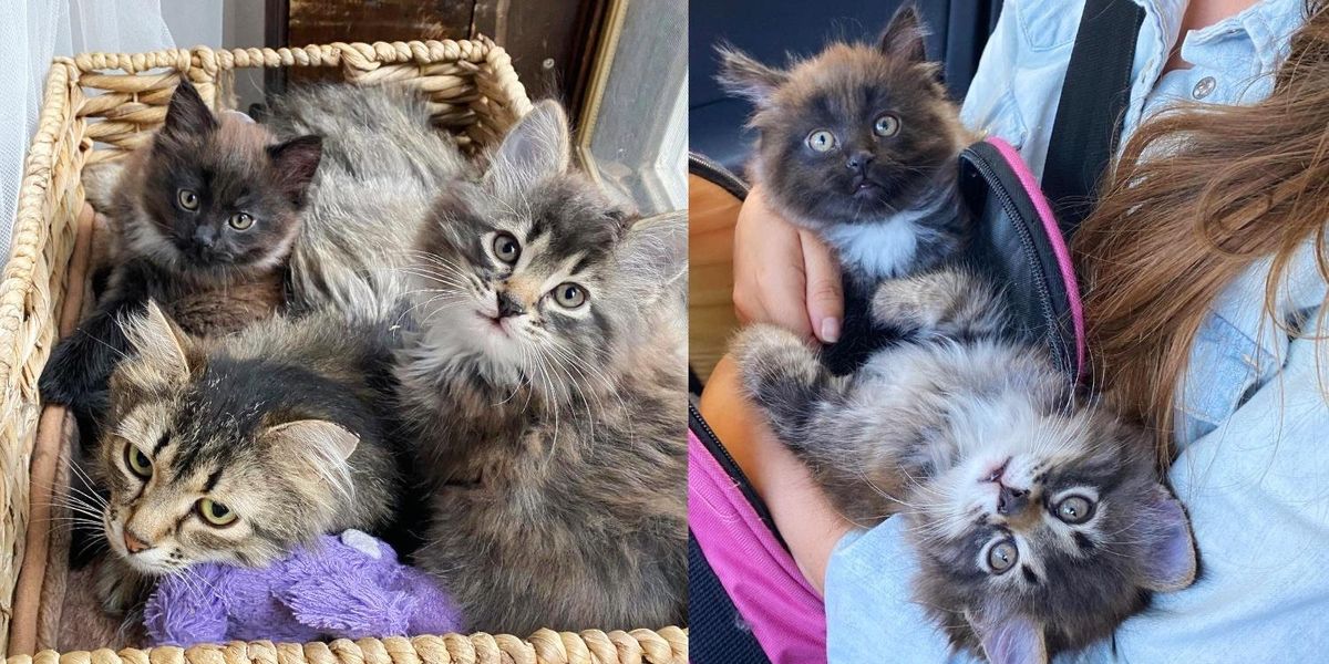 Cat Has Two Kittens Indoors for the First Time After Years Wandering ...