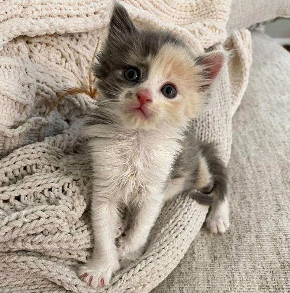 Kitten Born Outside Grows Up Clinging to Her People So She Won't Be ...