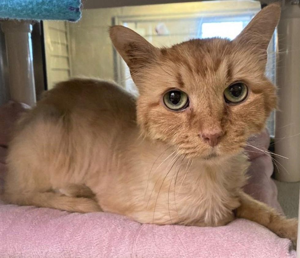 Cat Transforms into Stunning Mini Lion After Removing Over 2 Pounds of ...