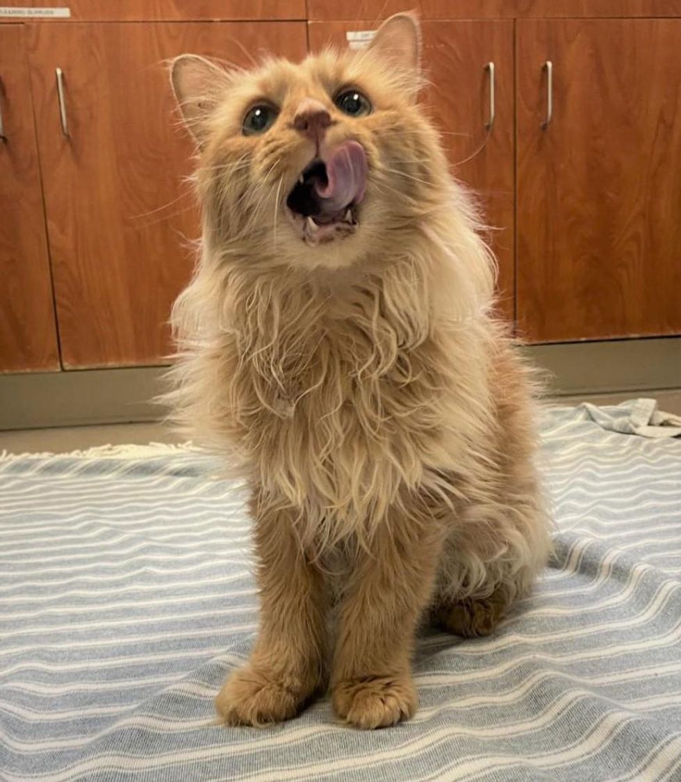 Cat Transforms into Stunning Mini Lion After Removing Over 2 Pounds of ...