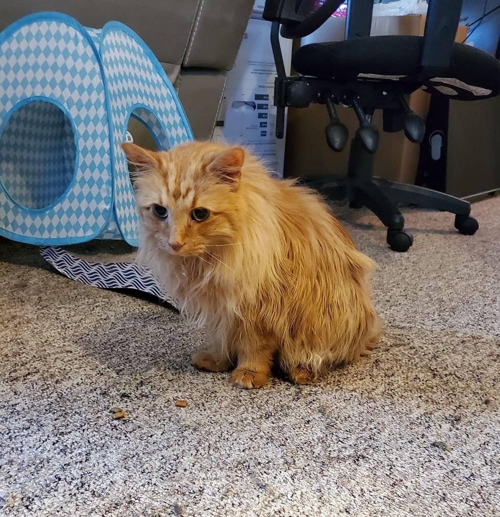 Cat Transforms into Stunning Mini Lion After Removing Over 2 Pounds of ...