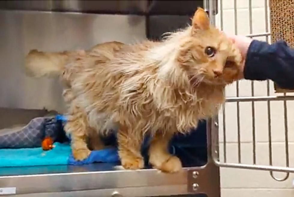 Cat Transforms into Stunning Mini Lion After Removing Over 2 Pounds of ...
