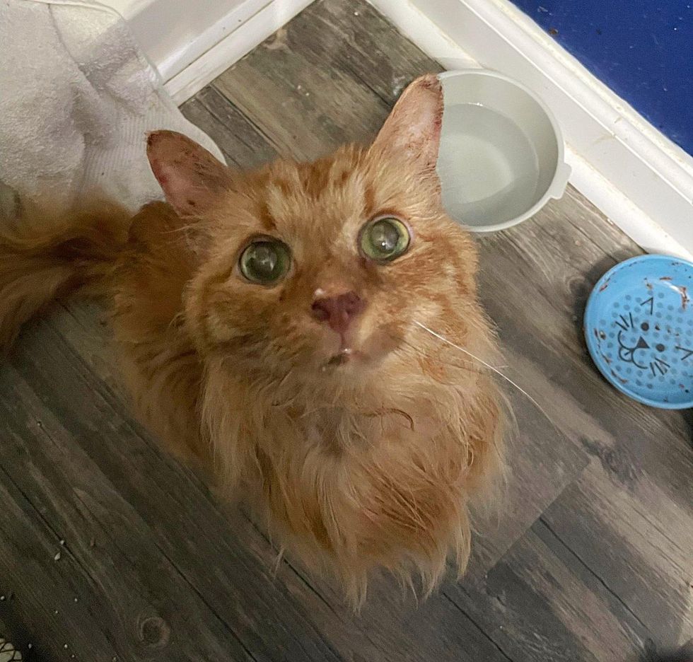 Cat Transforms into Stunning Mini Lion After Removing Over 2 Pounds of ...