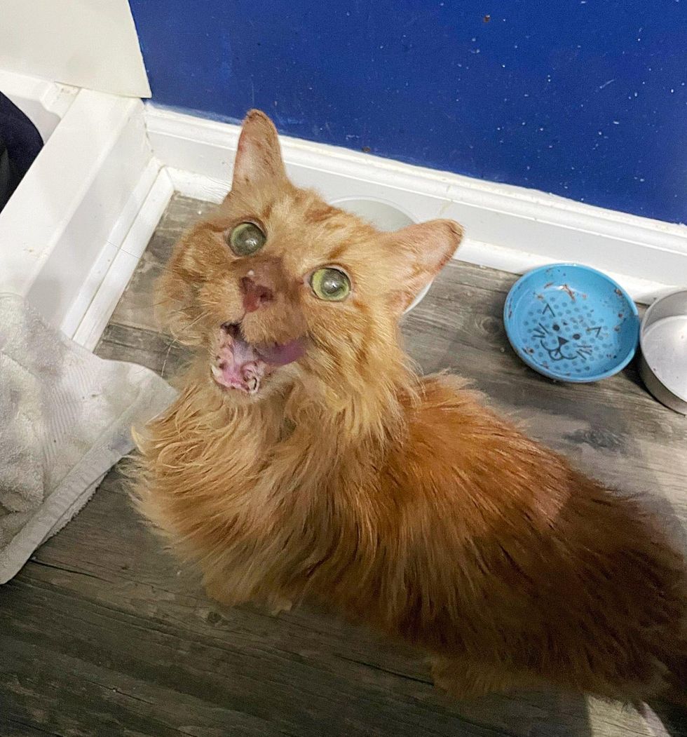 Cat Transforms into Stunning Mini Lion After Removing Over 2 Pounds of ...